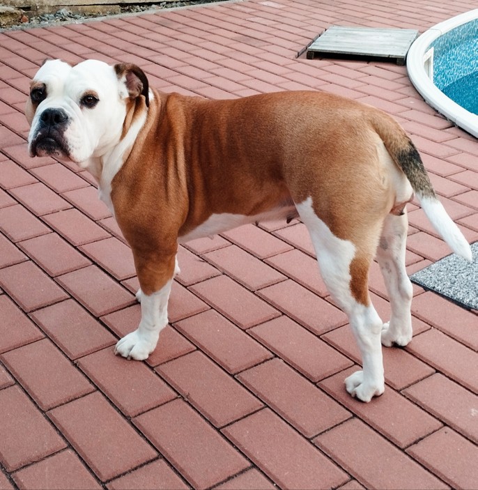 Irene of Wild Marry (Kontinentální buldok) :: Boranest